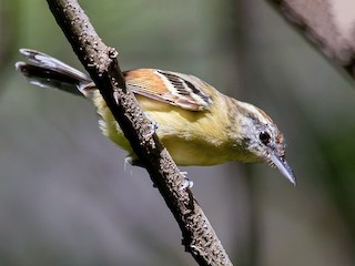 Rufous-margined Antwren - eBird