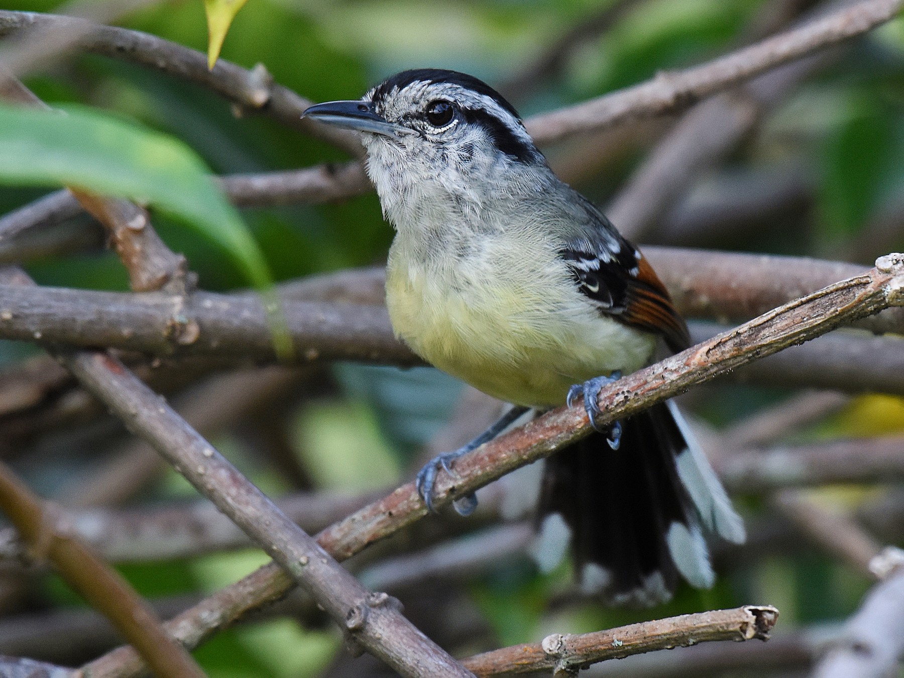 Rufous-margined Antwren - eBird