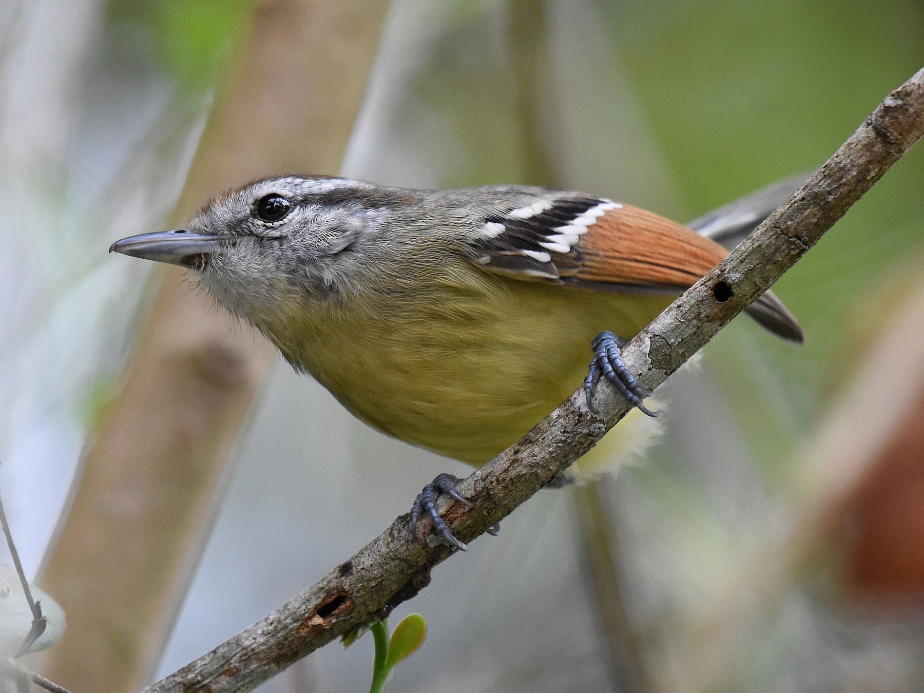 Rufous-margined Antwren - eBird