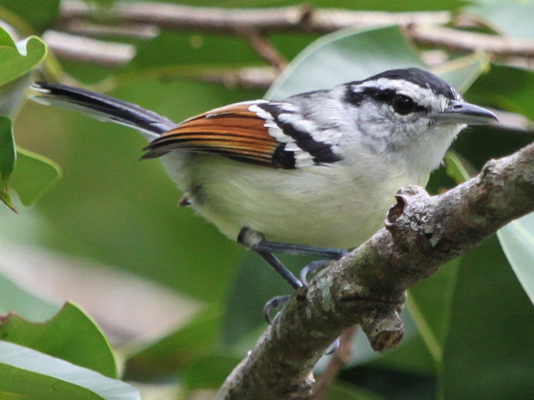Rusty-winged Antwren - eBird