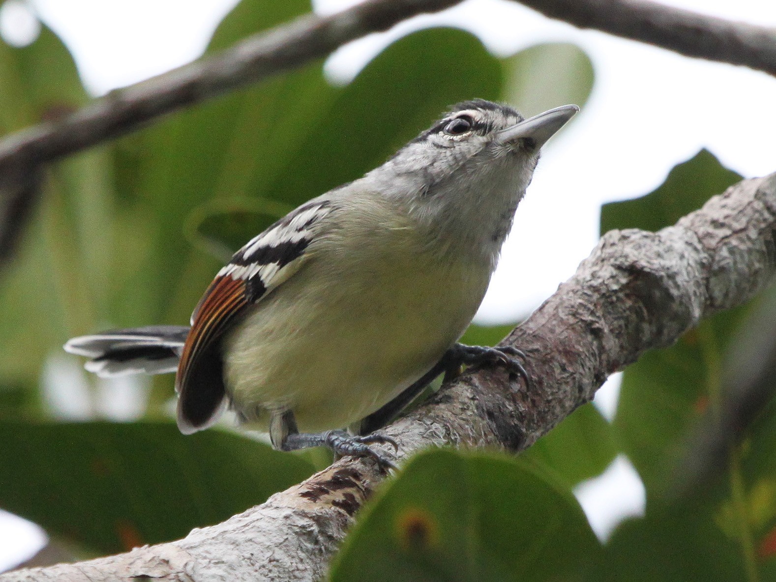 Rusty-winged Antwren - eBird