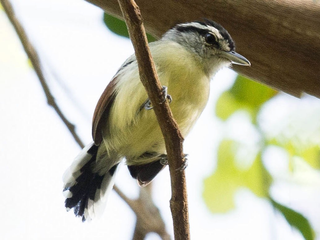 Rusty-winged Antwren - eBird