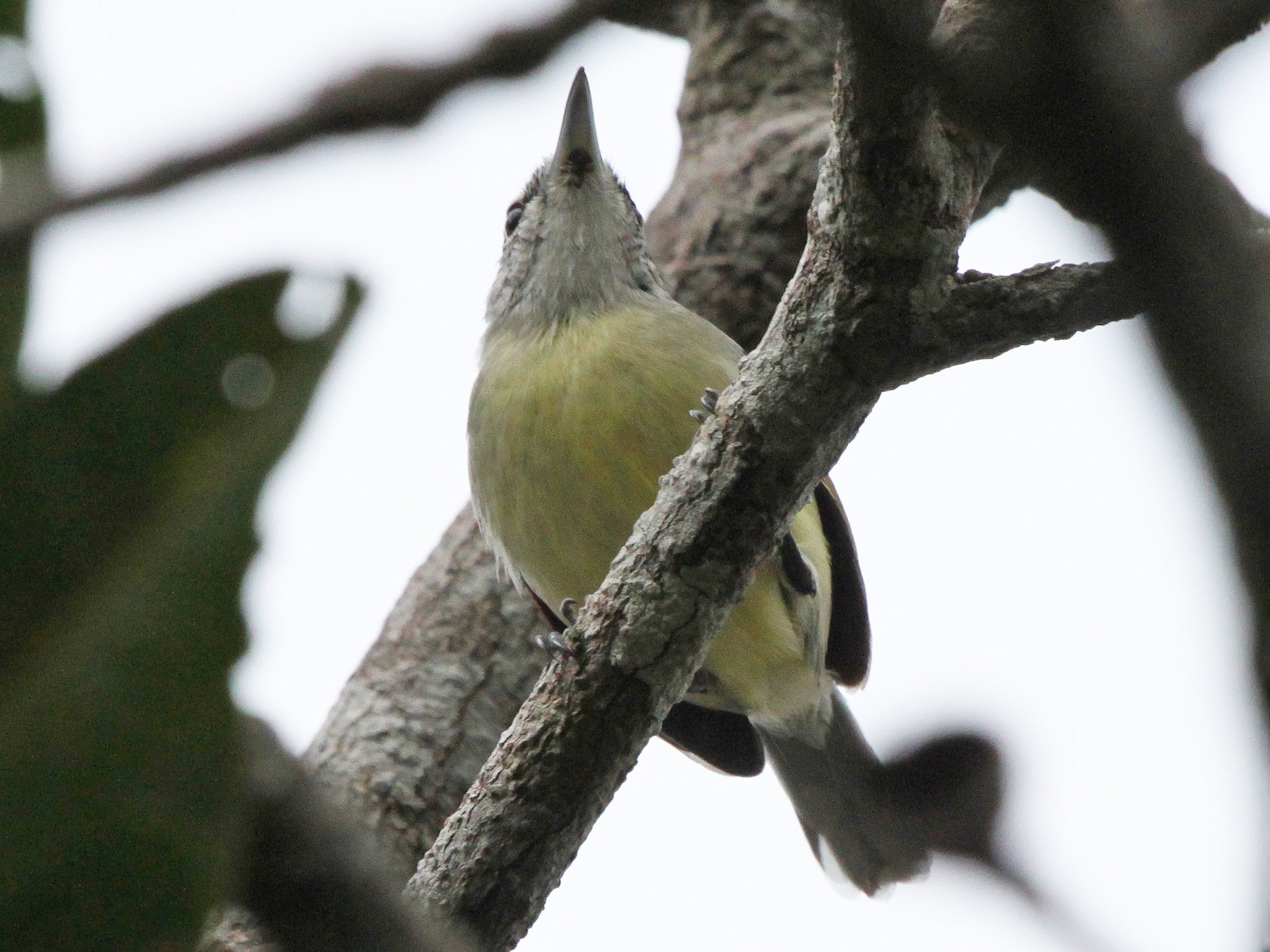 Rusty-winged Antwren - eBird
