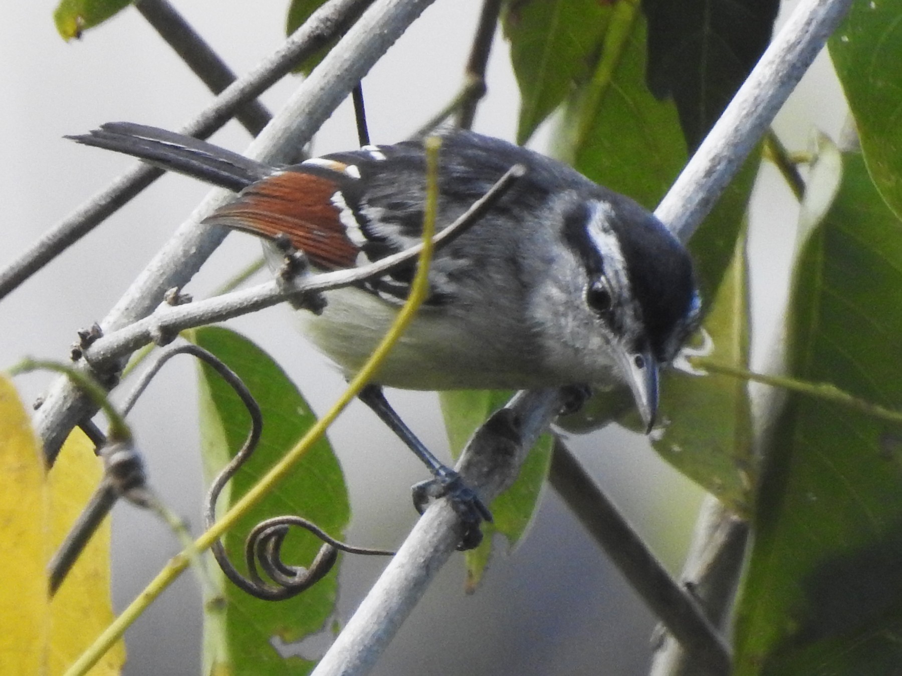 Rusty-winged Antwren - eBird