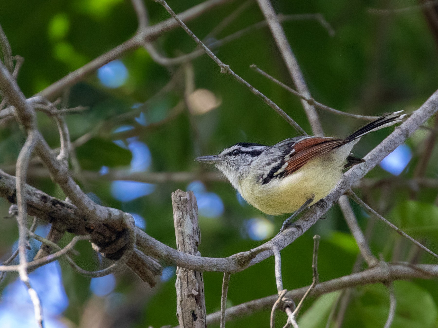 Rusty-winged Antwren - eBird