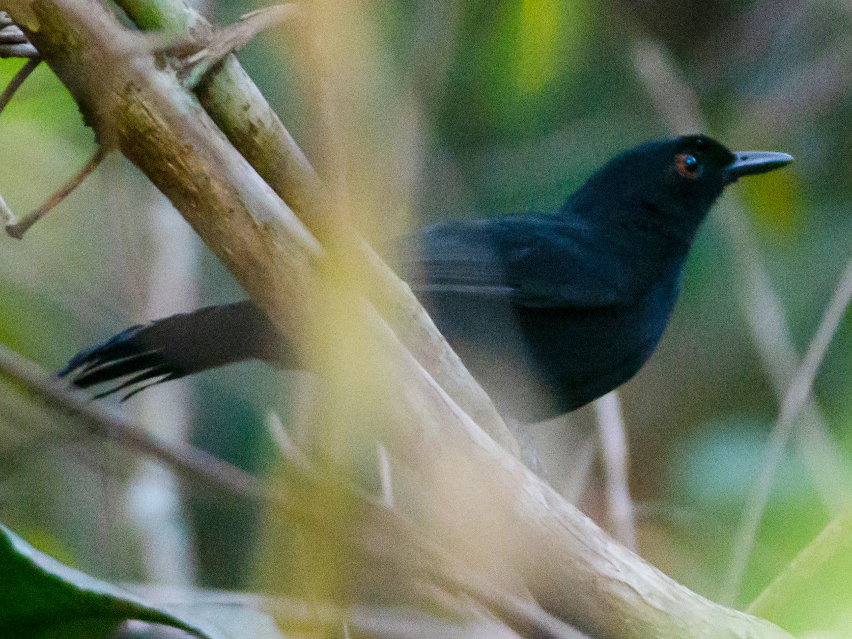 East Amazonian Fire-eye - eBird
