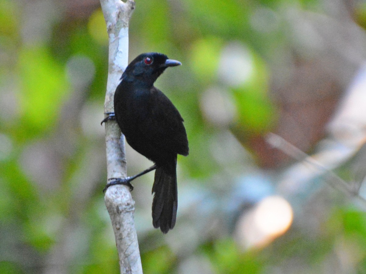 Tapajos Fire-eye - Pyriglena similis - Birds of the World