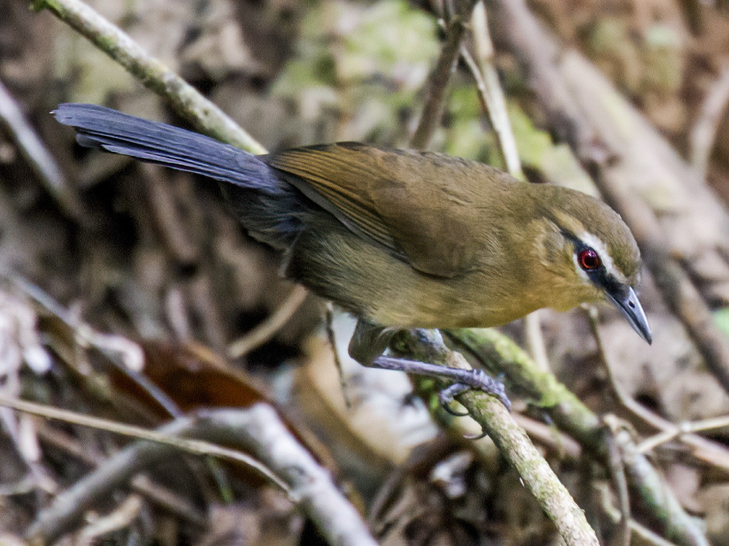 Western Fire-eye - eBird