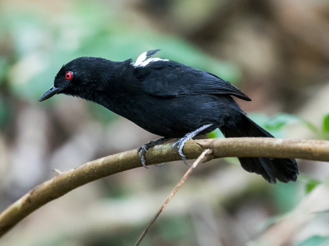 Western Fire-eye - eBird
