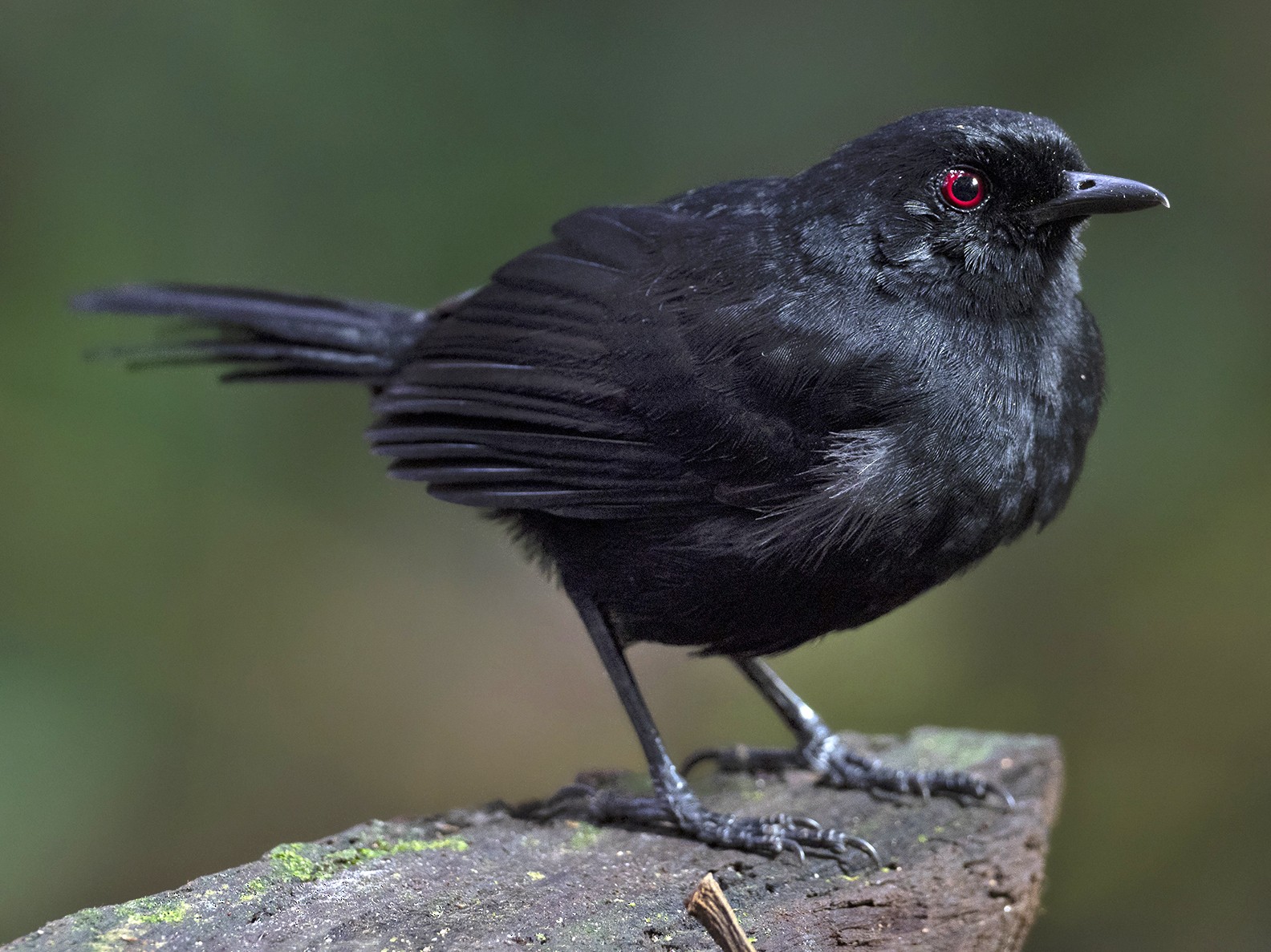 Western Fire-eye - eBird
