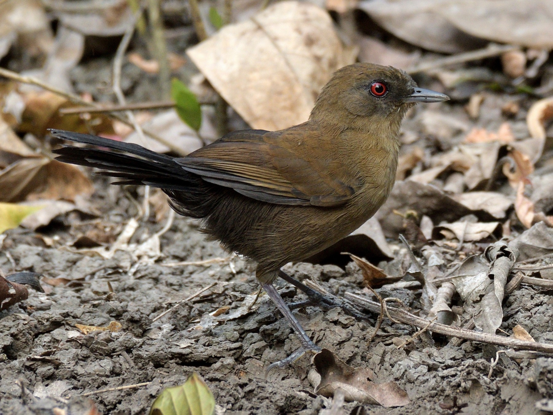 Western Fire-eye - eBird