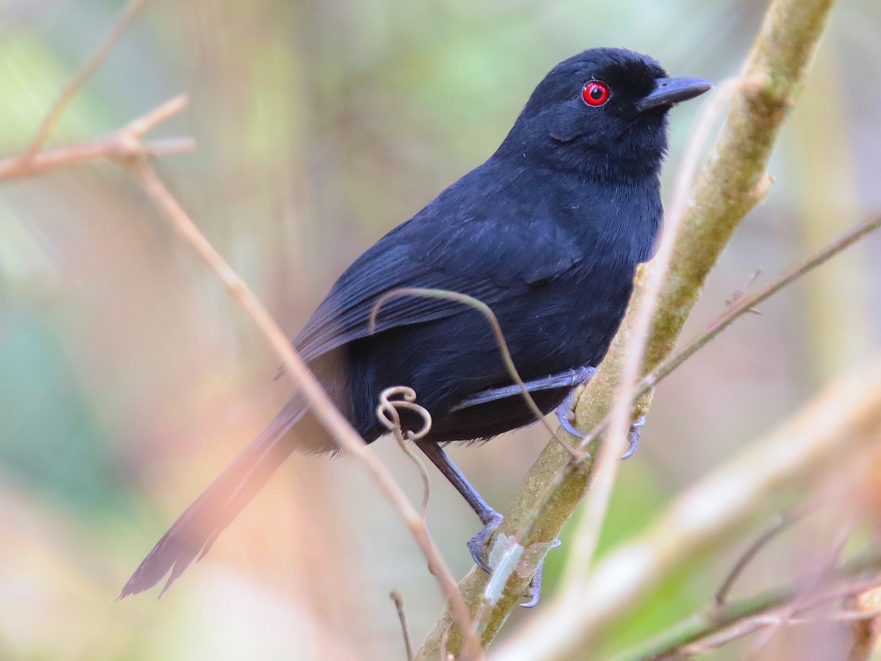 Western Fire-eye - eBird