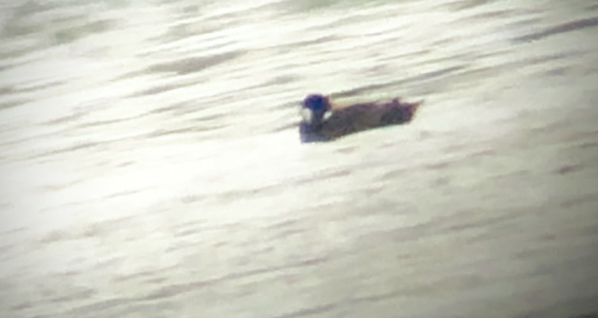 eBird Checklist - 9 Jun 2021 - Adam T. Bower Memorial Dam ...