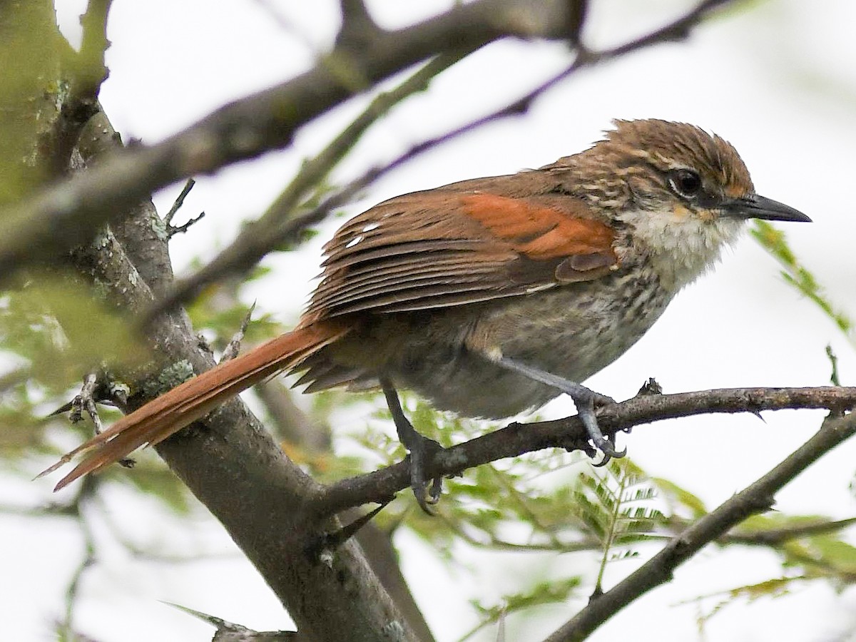 Chinchipe Spinetail - Synallaxis chinchipensis - Birds of the World