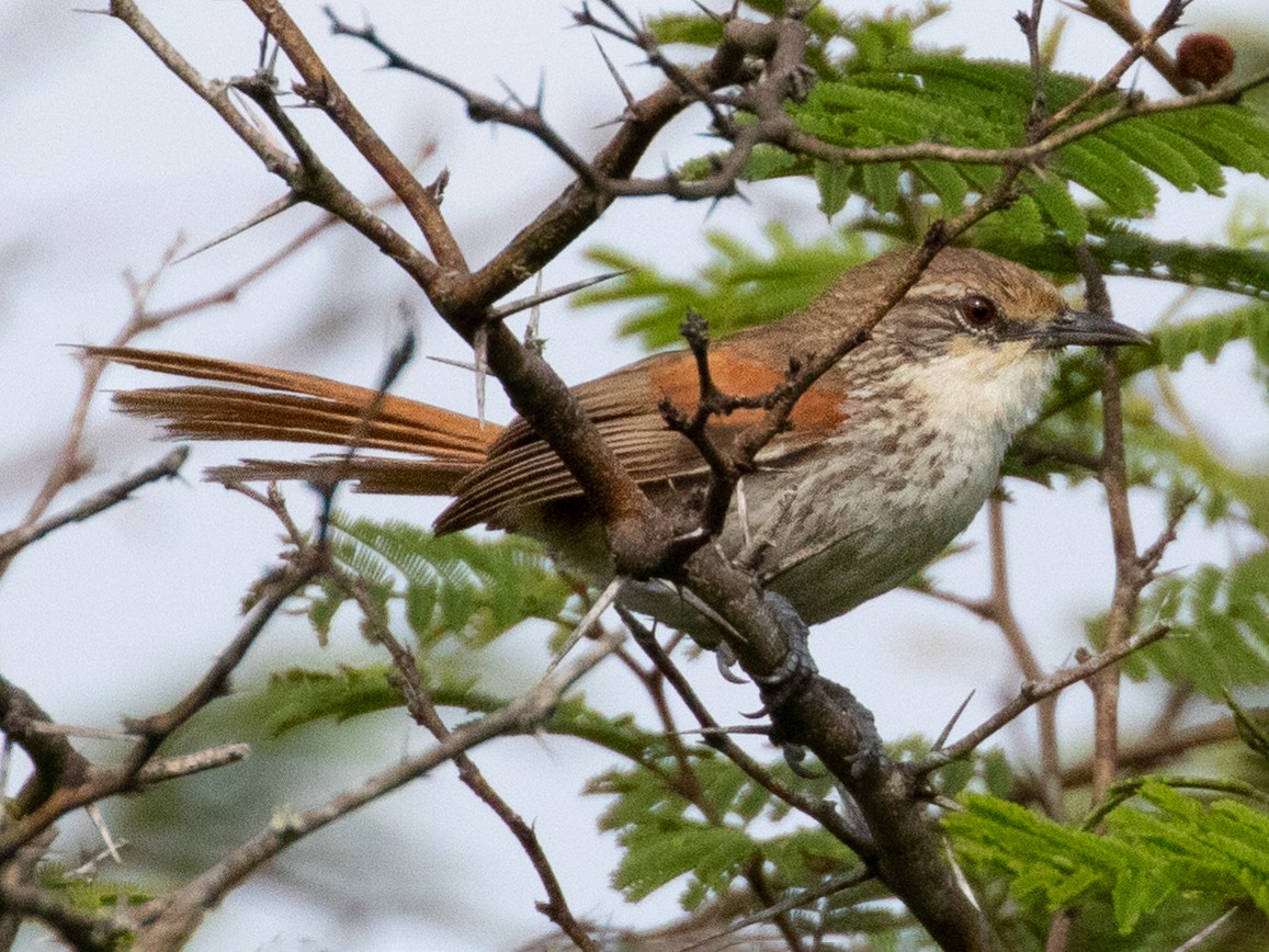 Chinchipe Spinetail - eBird