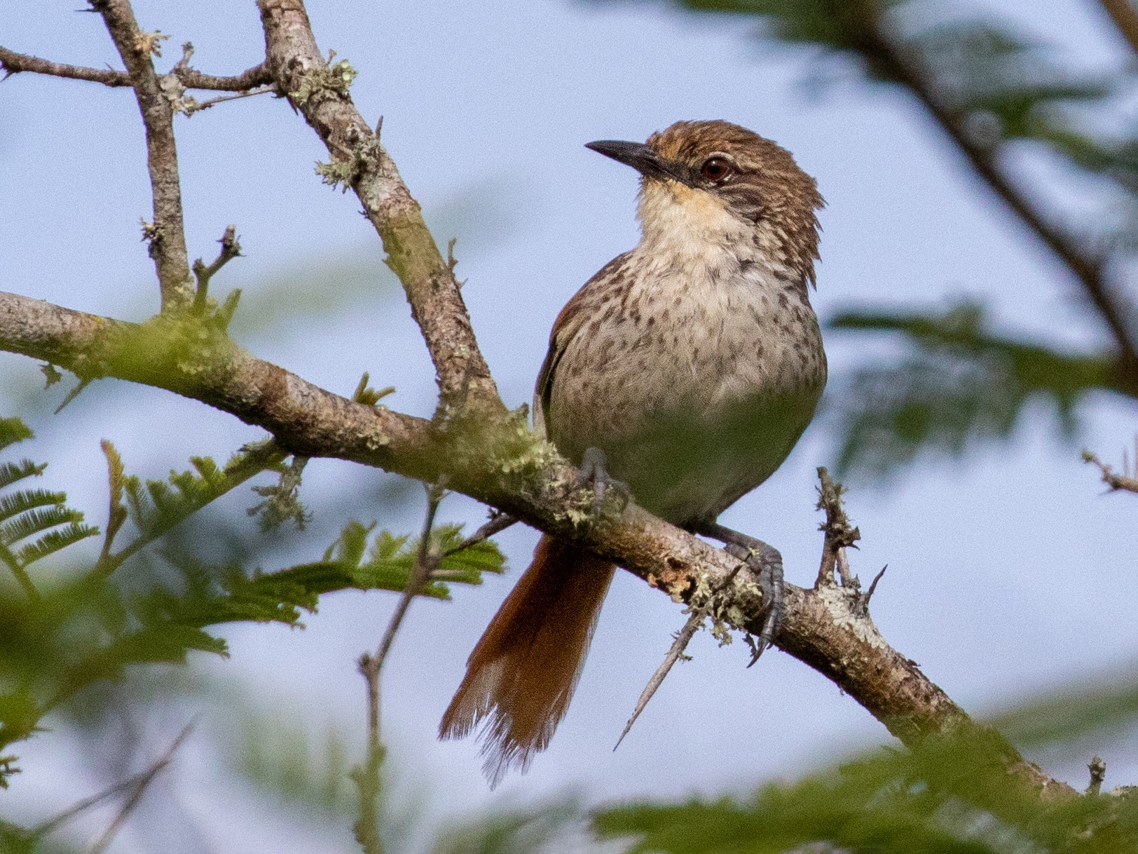 Pijuí del Chinchipe - eBird