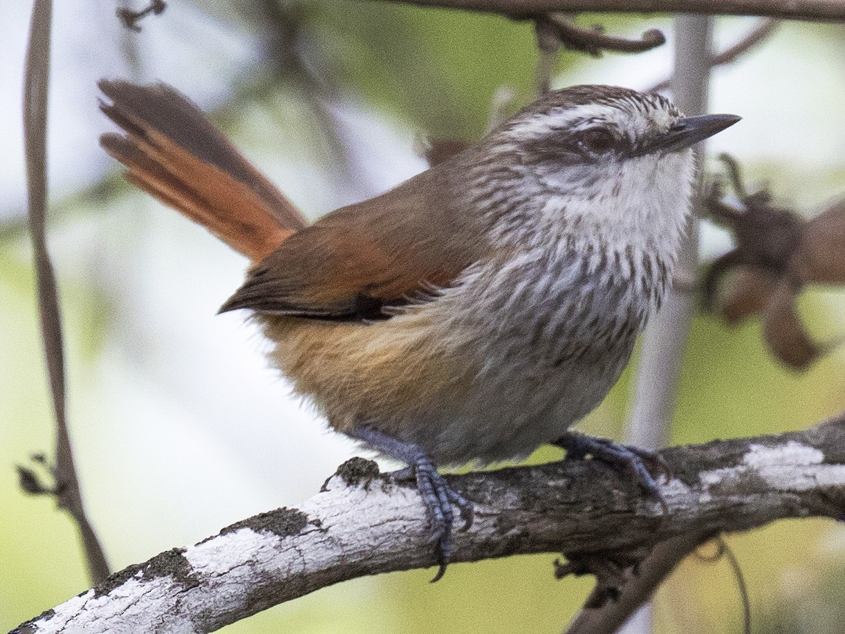 Necklaced Spinetail - eBird