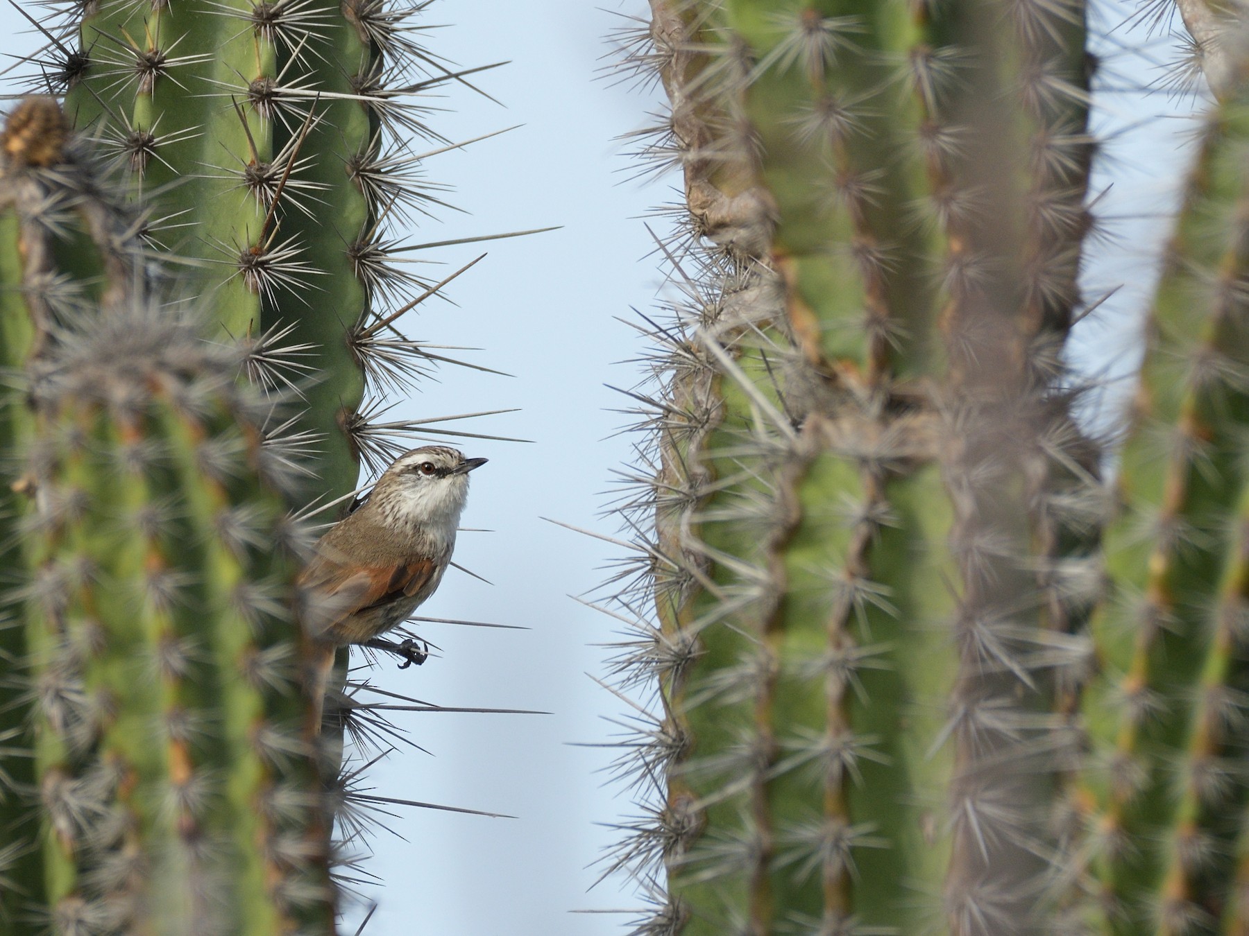 Necklaced Spinetail - eBird