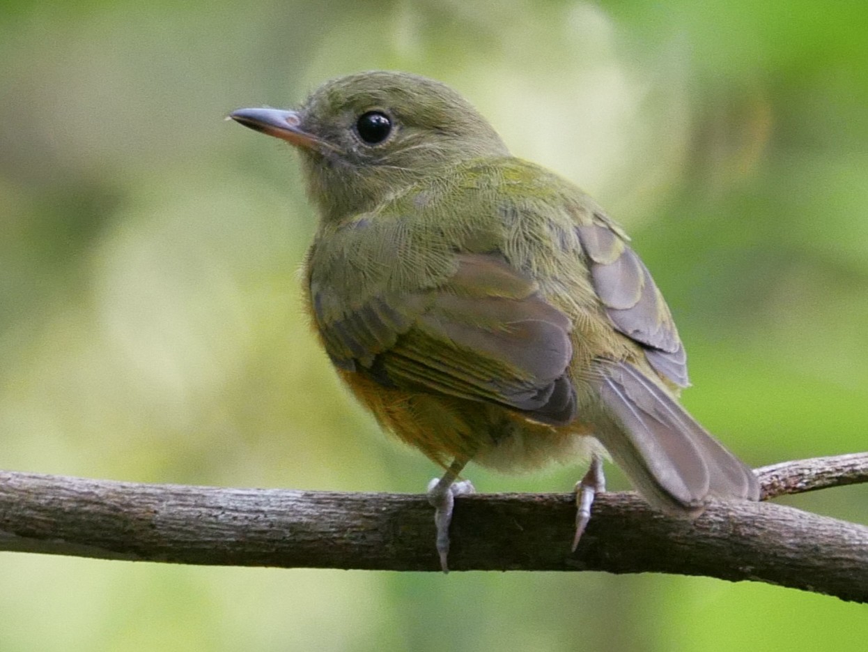 Mosquero de Mcconnell - eBird