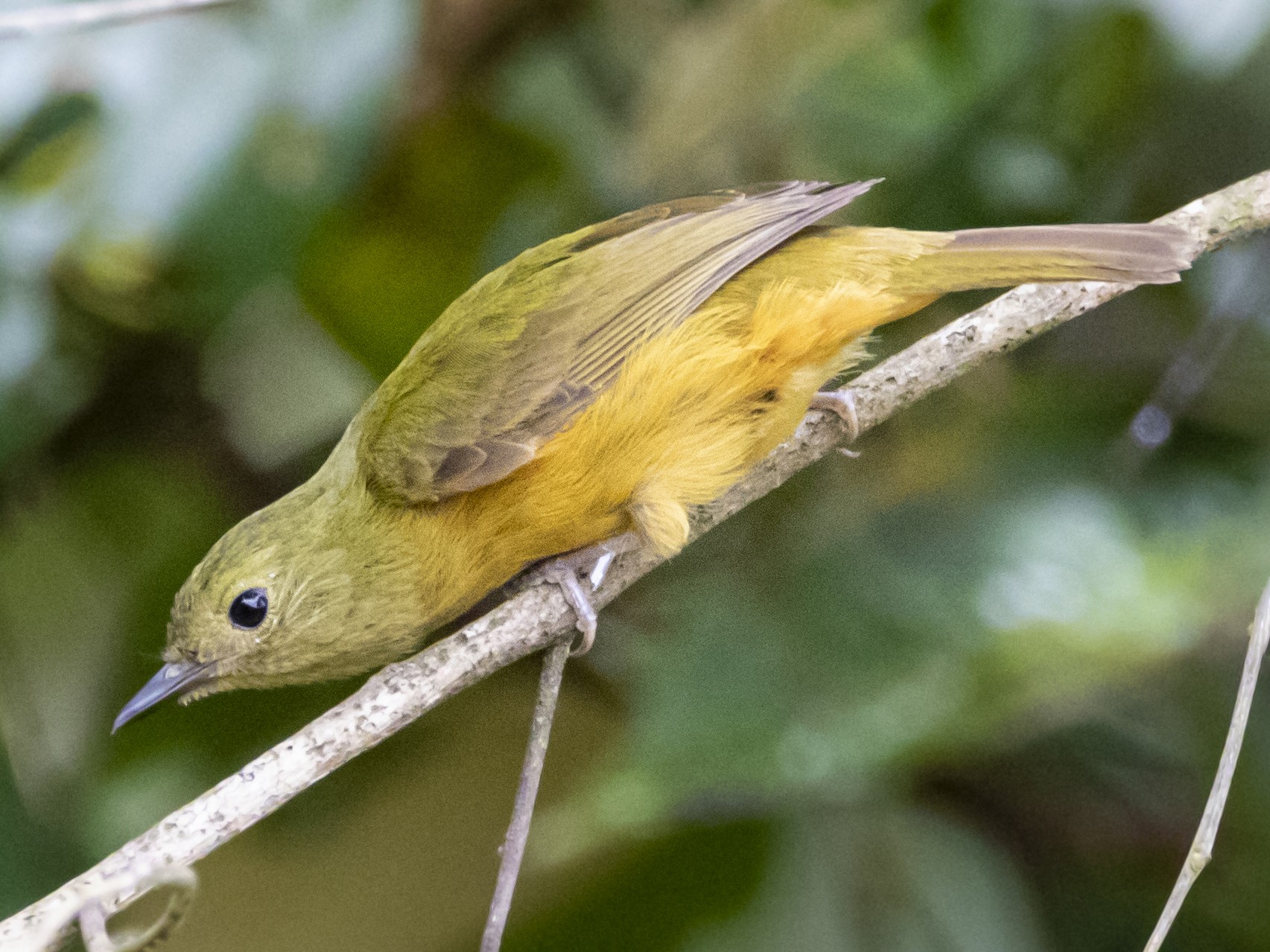 Mosquero de Mcconnell - eBird
