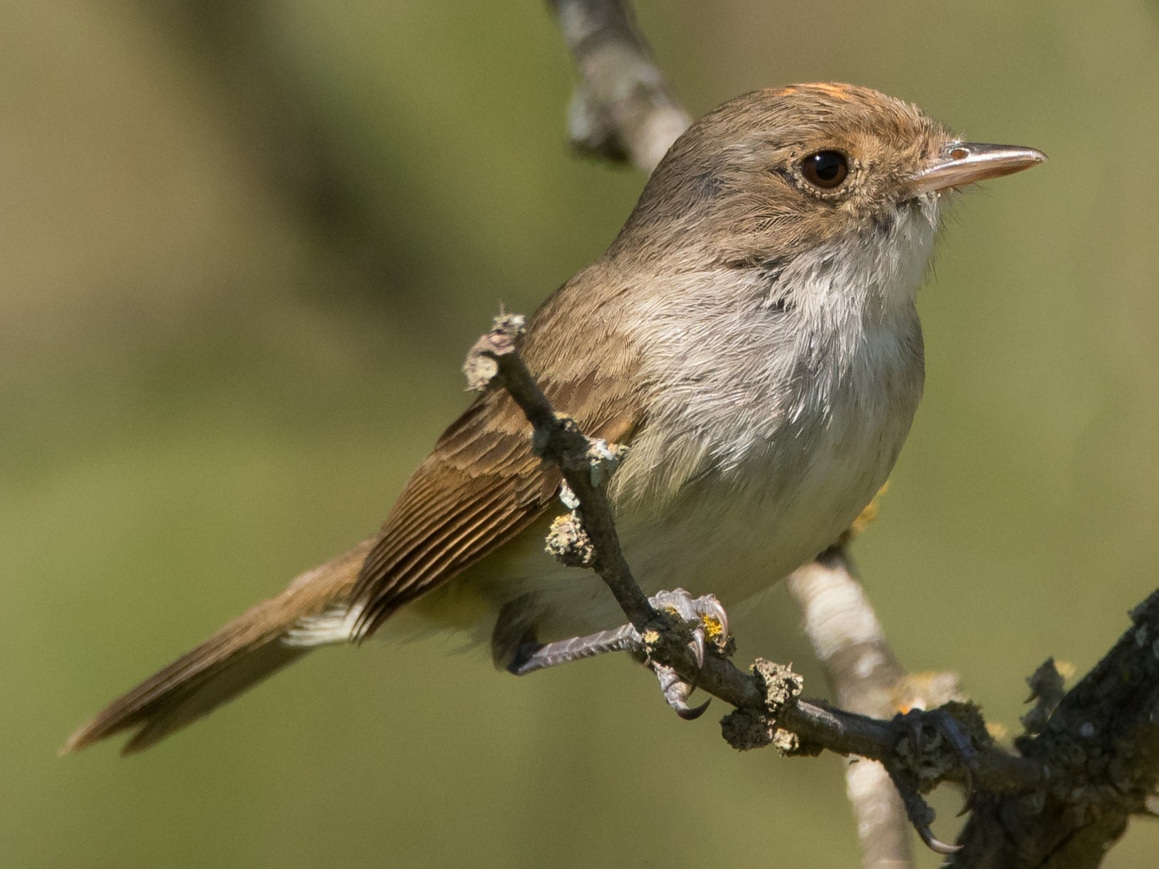 Fulvous-crowned Scrub-Tyrant - eBird