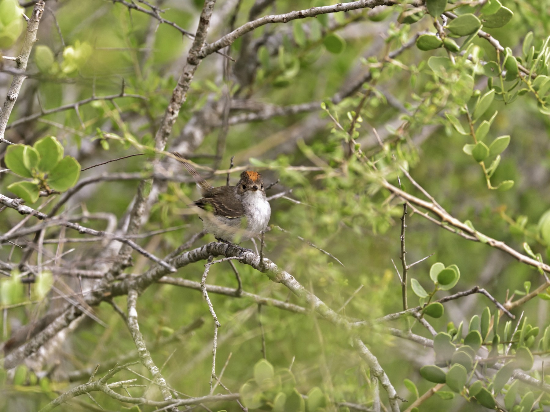 Fulvous-crowned Scrub-Tyrant - eBird