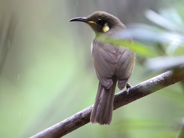 Photos - Cryptic Honeyeater - Meliphaga imitatrix - Birds of the World