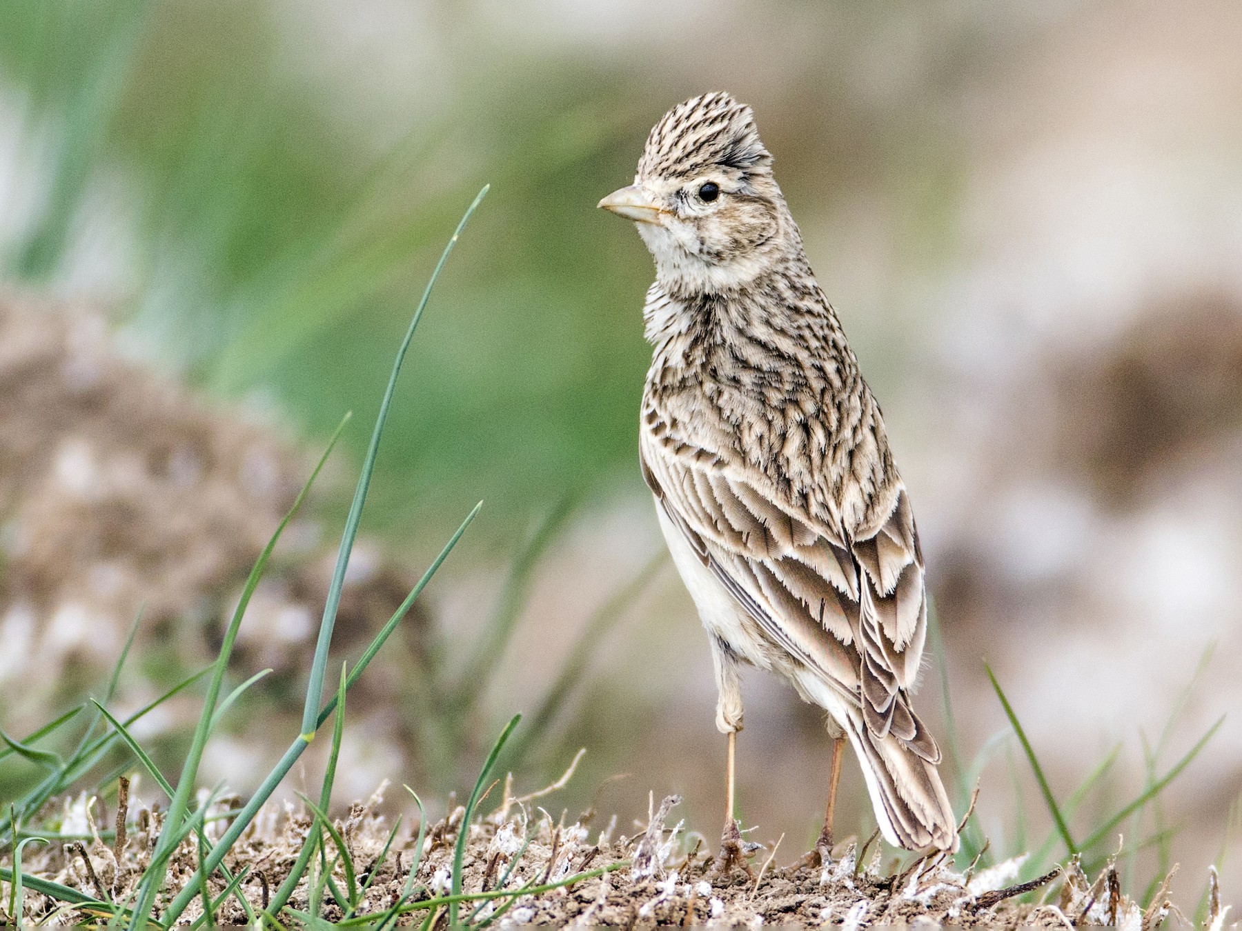 Turkestan Short-toed Lark - eBird