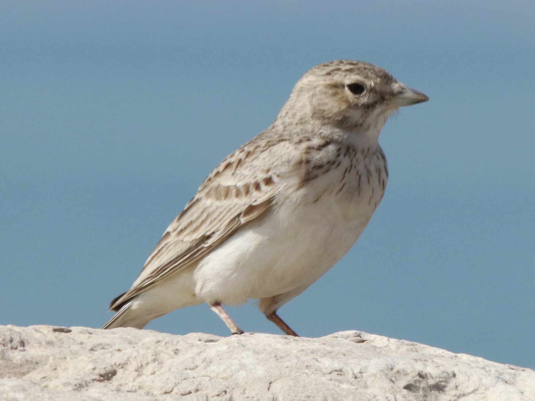 Turkestan Short-toed Lark - eBird