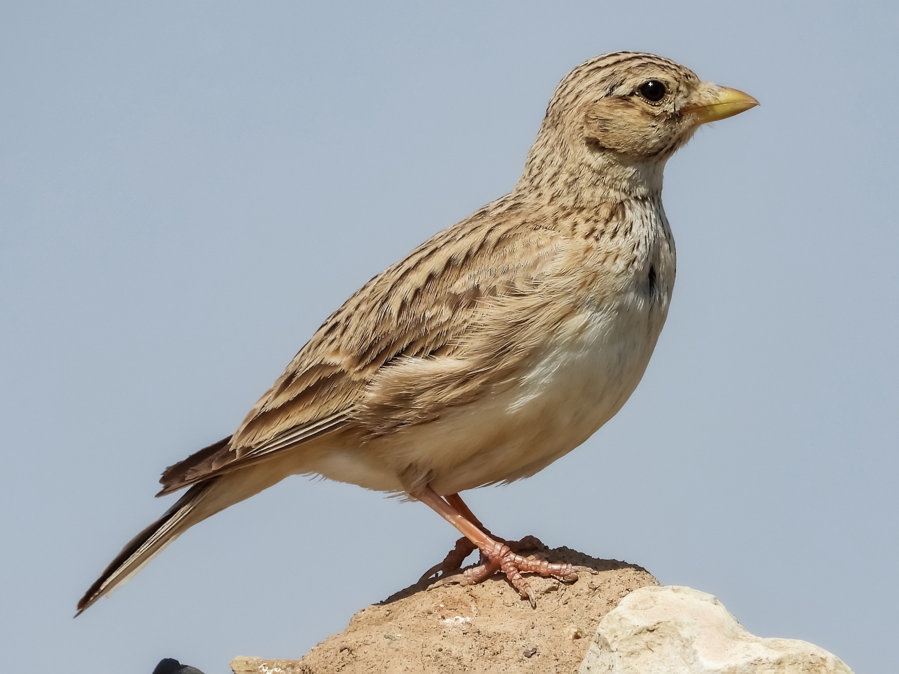 Turkestan Short-toed Lark - eBird