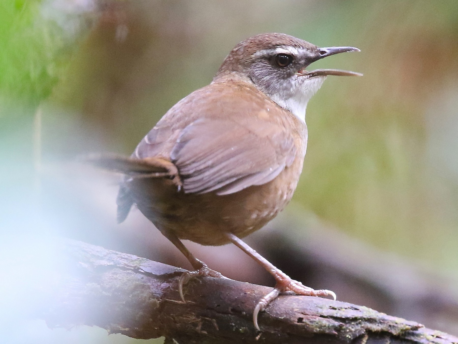Buru Bush Warbler - eBird