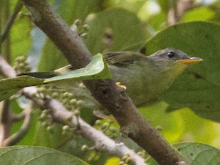 Biak Leaf Warbler - Phylloscopus misoriensis - Birds of the World