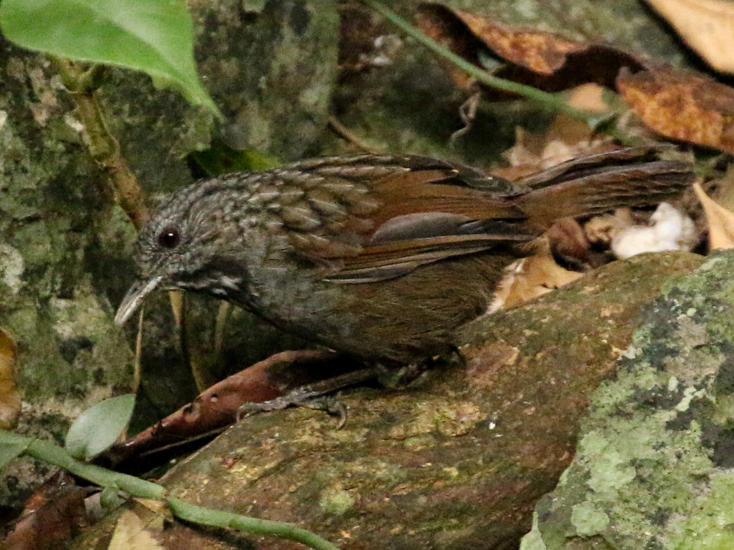 Annam Limestone Babbler - eBird