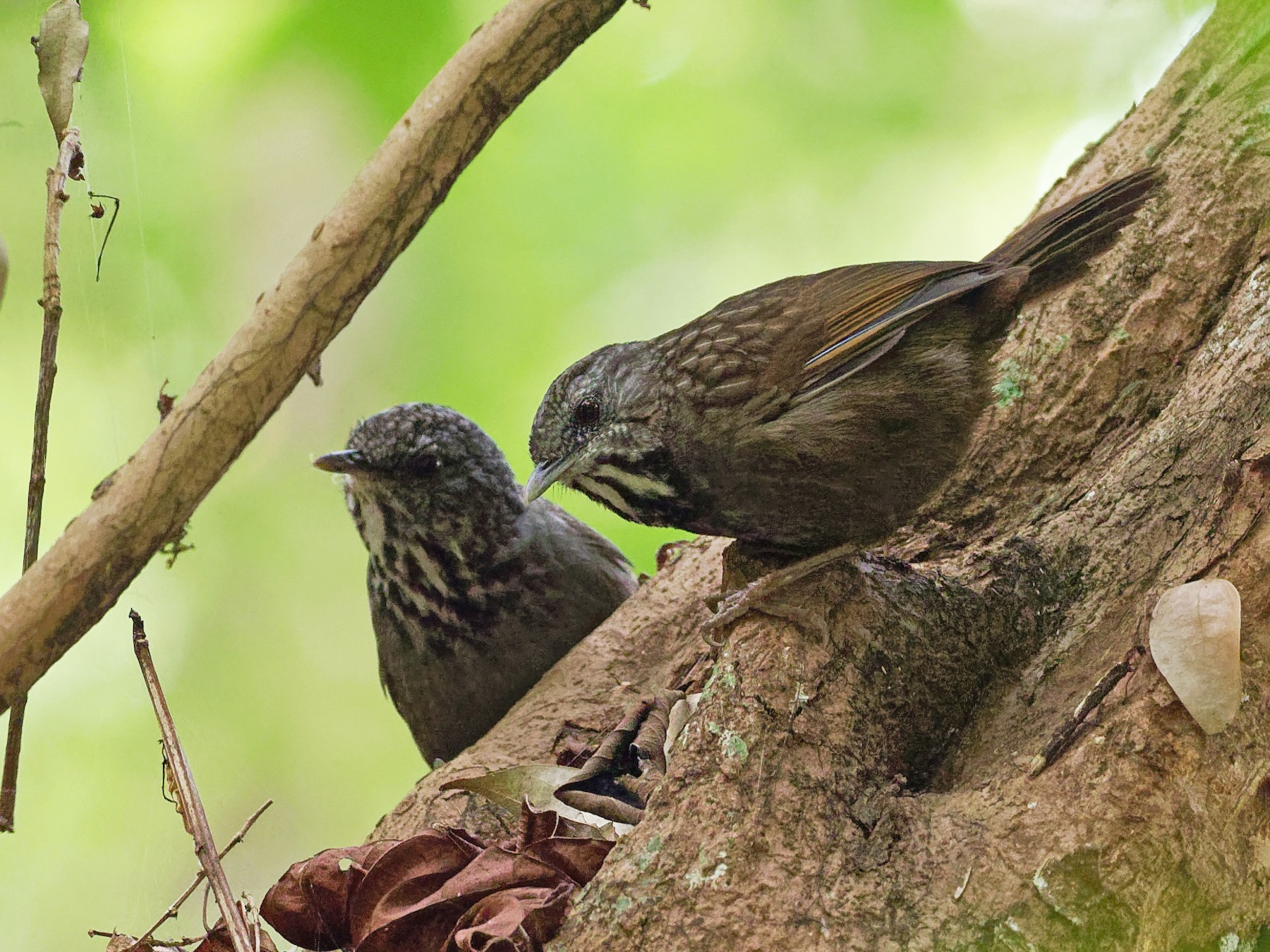 Annam Limestone Babbler - eBird