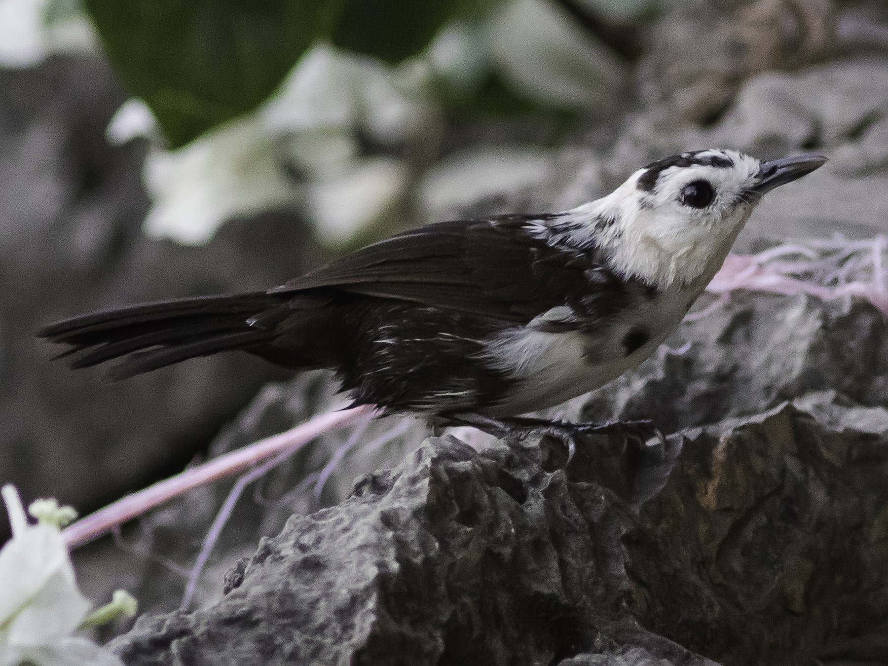 Variable Limestone Babbler - eBird