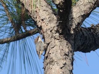 Bahama Nuthatch - eBird