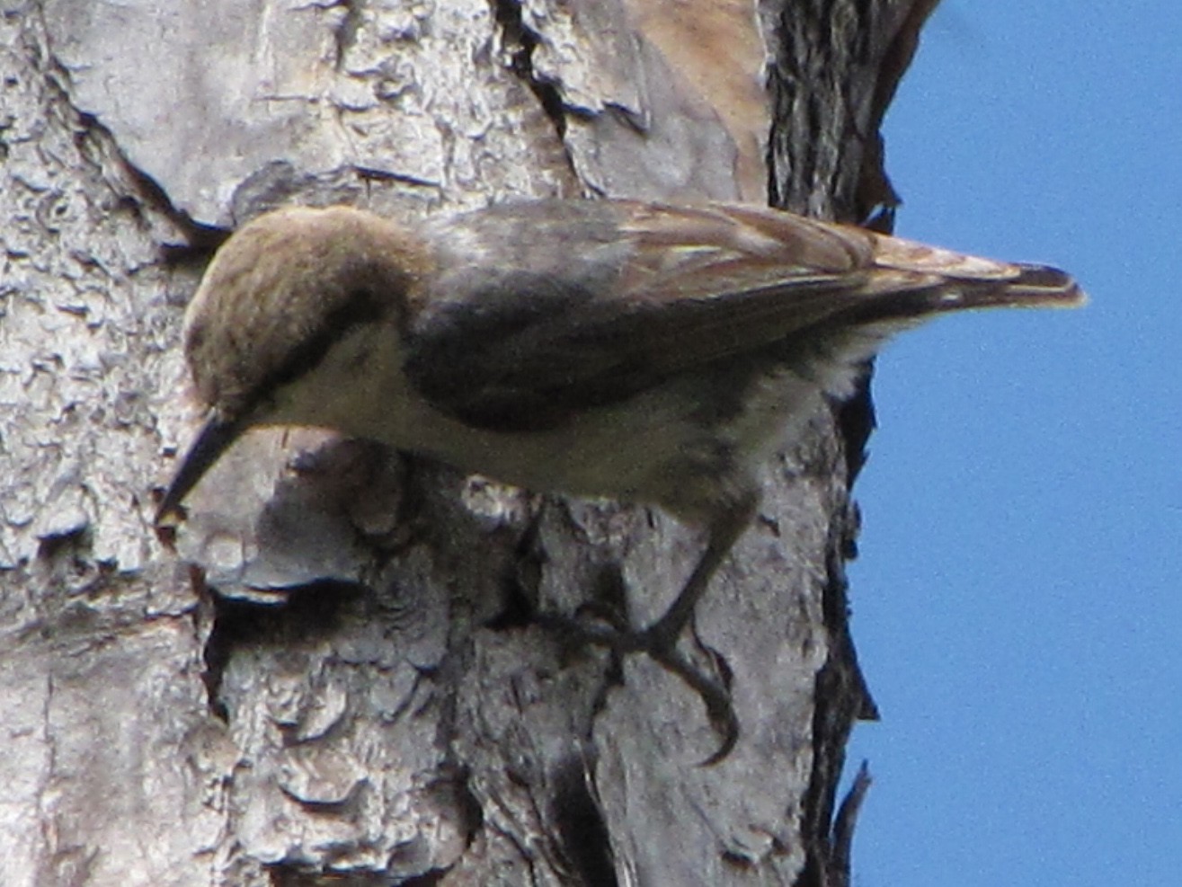 Bahama Nuthatch - New Jersey eBird