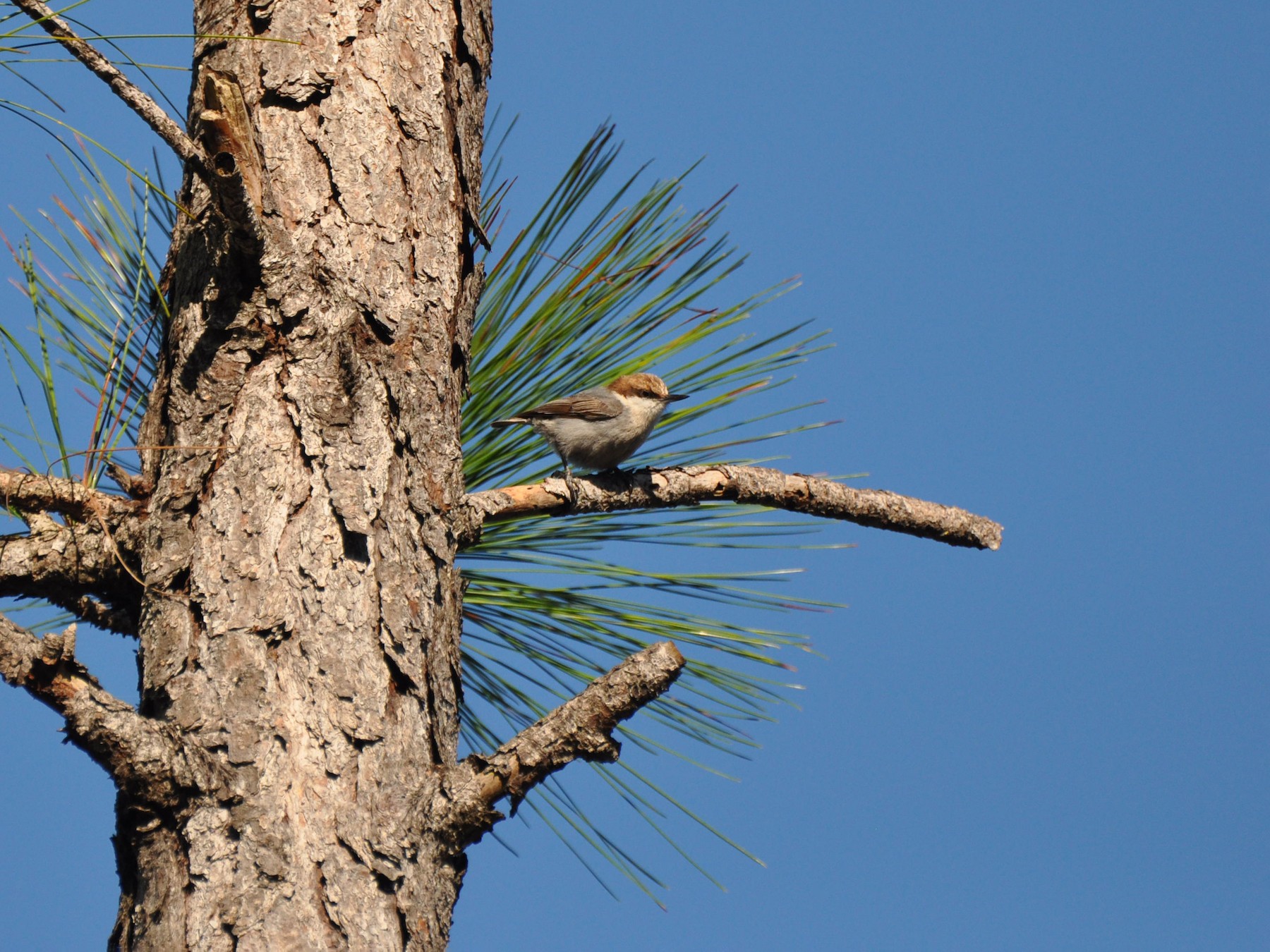 Bahama Nuthatch - New Jersey eBird