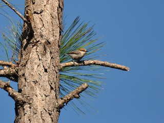 Bahama Nuthatch - eBird