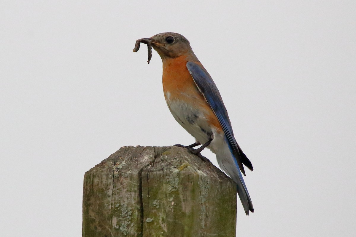 Maryland-DC Breeding Bird Atlas Checklist - 10 Jun 2021 - Perryman Park ...