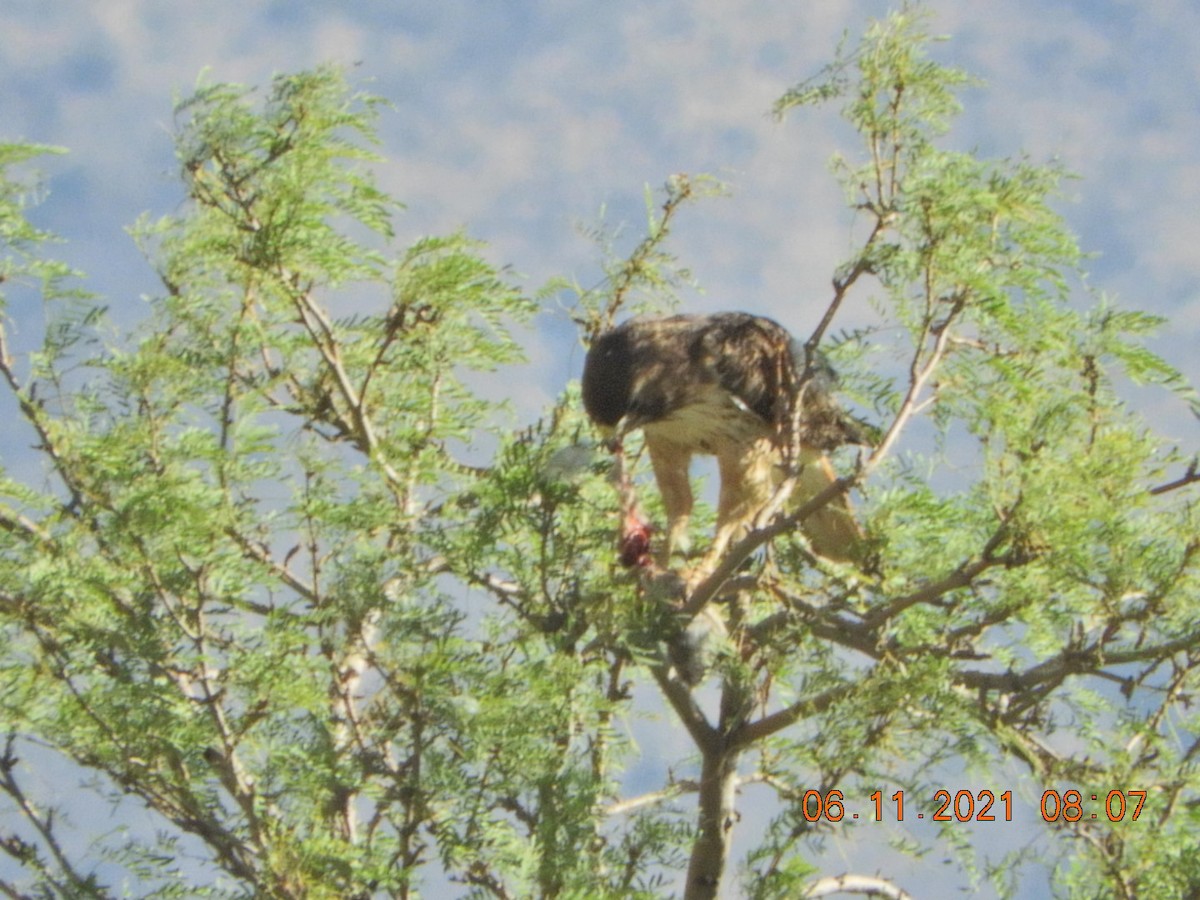 eBird Checklist - 11 Jun 2021 - Spring Mountain Ranch SP - 41 species