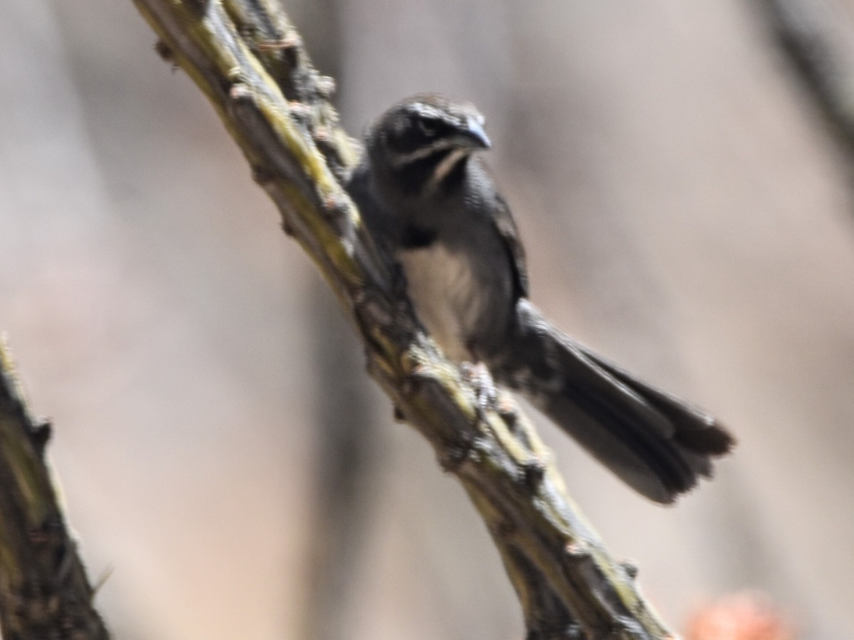 eBird Checklist - 10 Jun 2021 - Box Canyon - 4 species