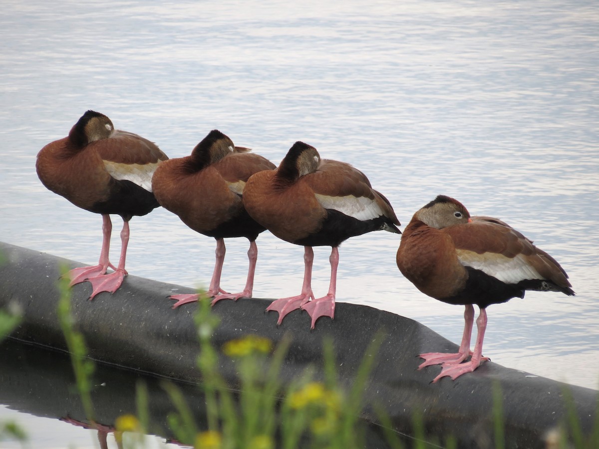 eBird Checklist - 11 Jun 2021 - Atholville--Station de Pompage et ...