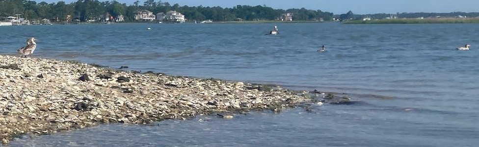 North Carolina Bird Atlas Checklist - 11 Jun 2021 - 28462, Supply US-NC ...