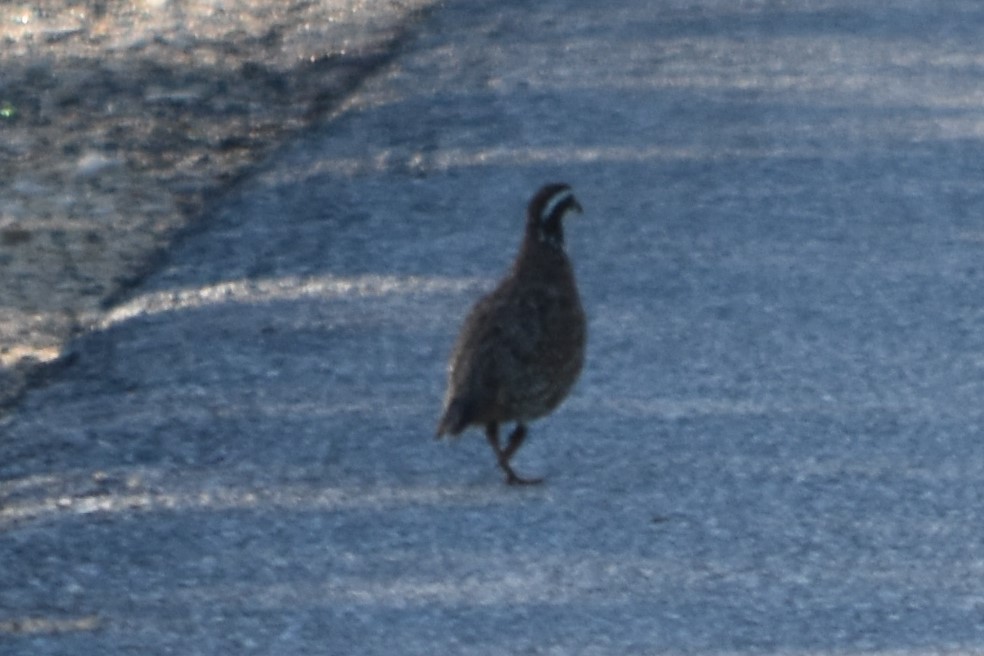 eBird Checklist - 5 Jun 2021 - King Ranch--Norias Division (Kenedy Co ...