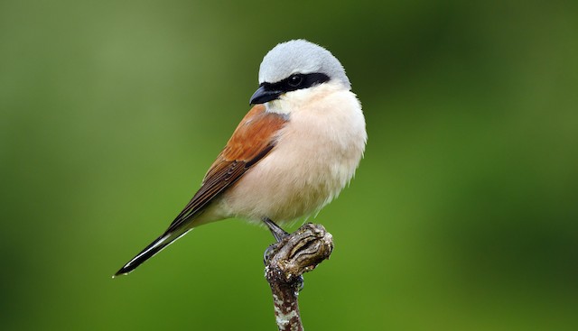 eBird - Discover a new world of birding...