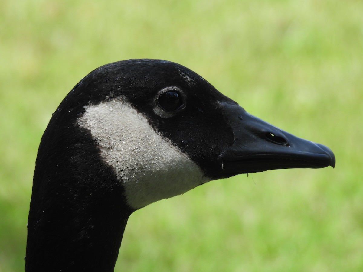 eBird Checklist - 12 Jun 2021 - Ponchatoula Area Recreation District No ...