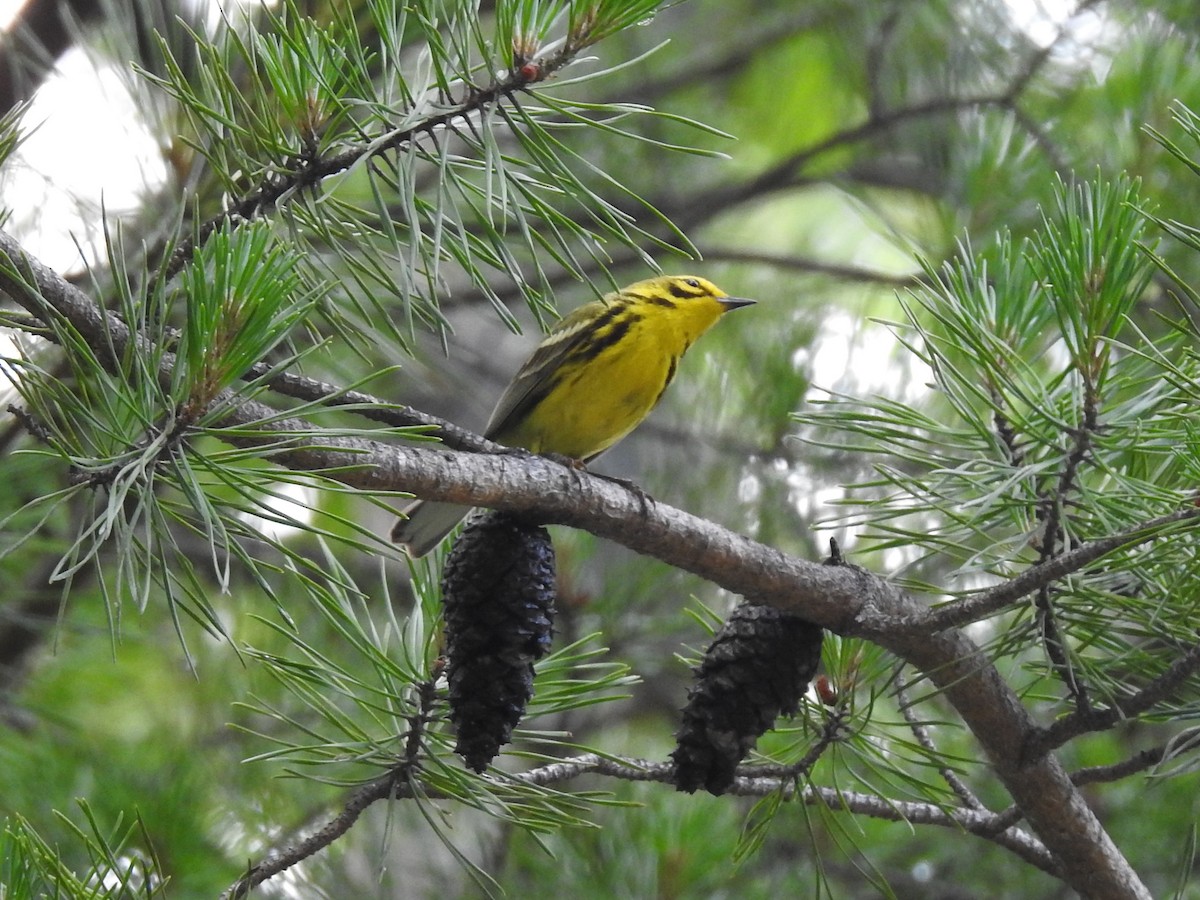 North Carolina Bird Atlas Checklist - 13 Jun 2021 - Pisgah National ...
