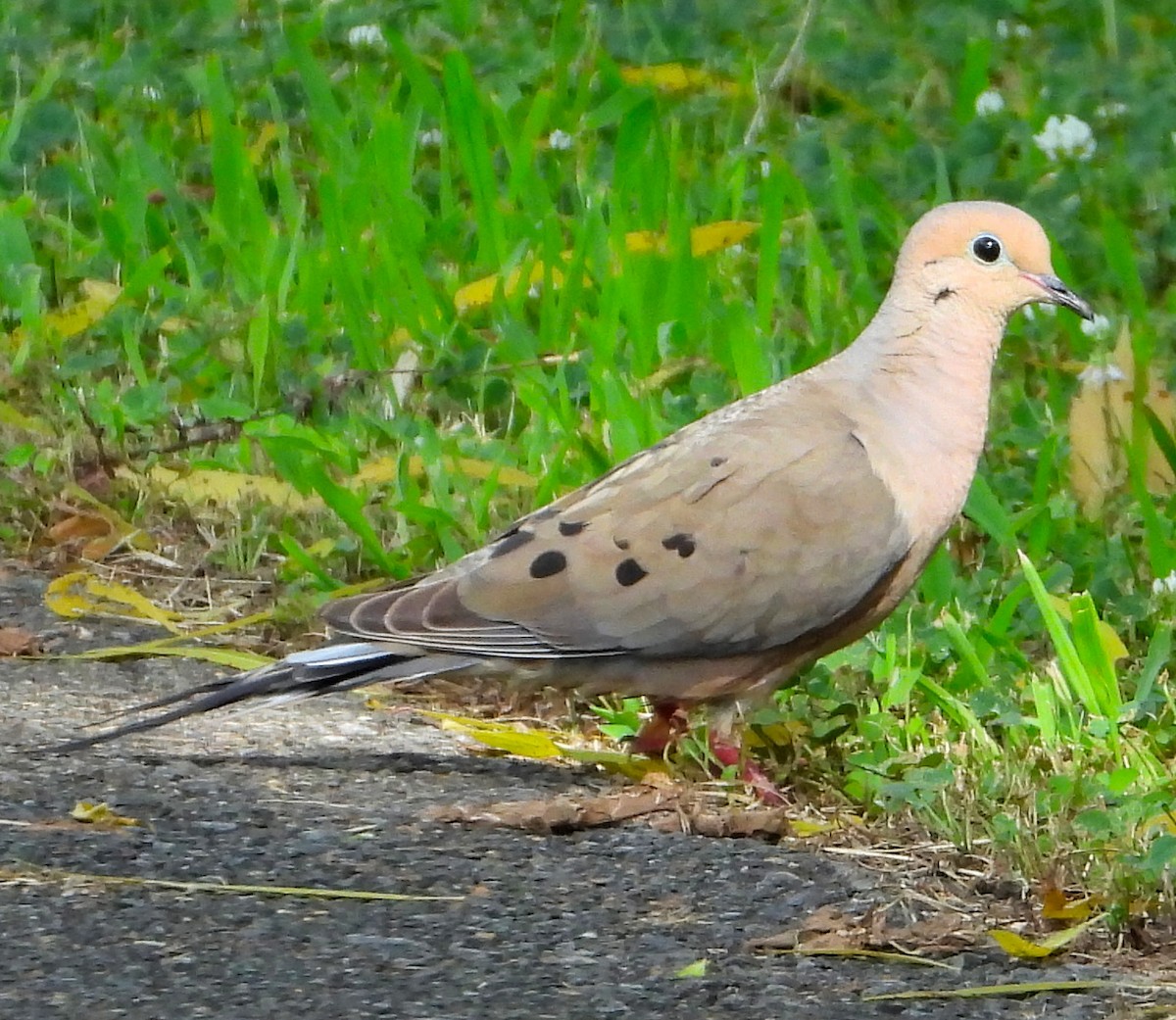 eBird Checklist - 12 Jun 2021 - Louisiana State University of ... eBird Checklist - 12 Jun 2021 - Louisiana State University of ...