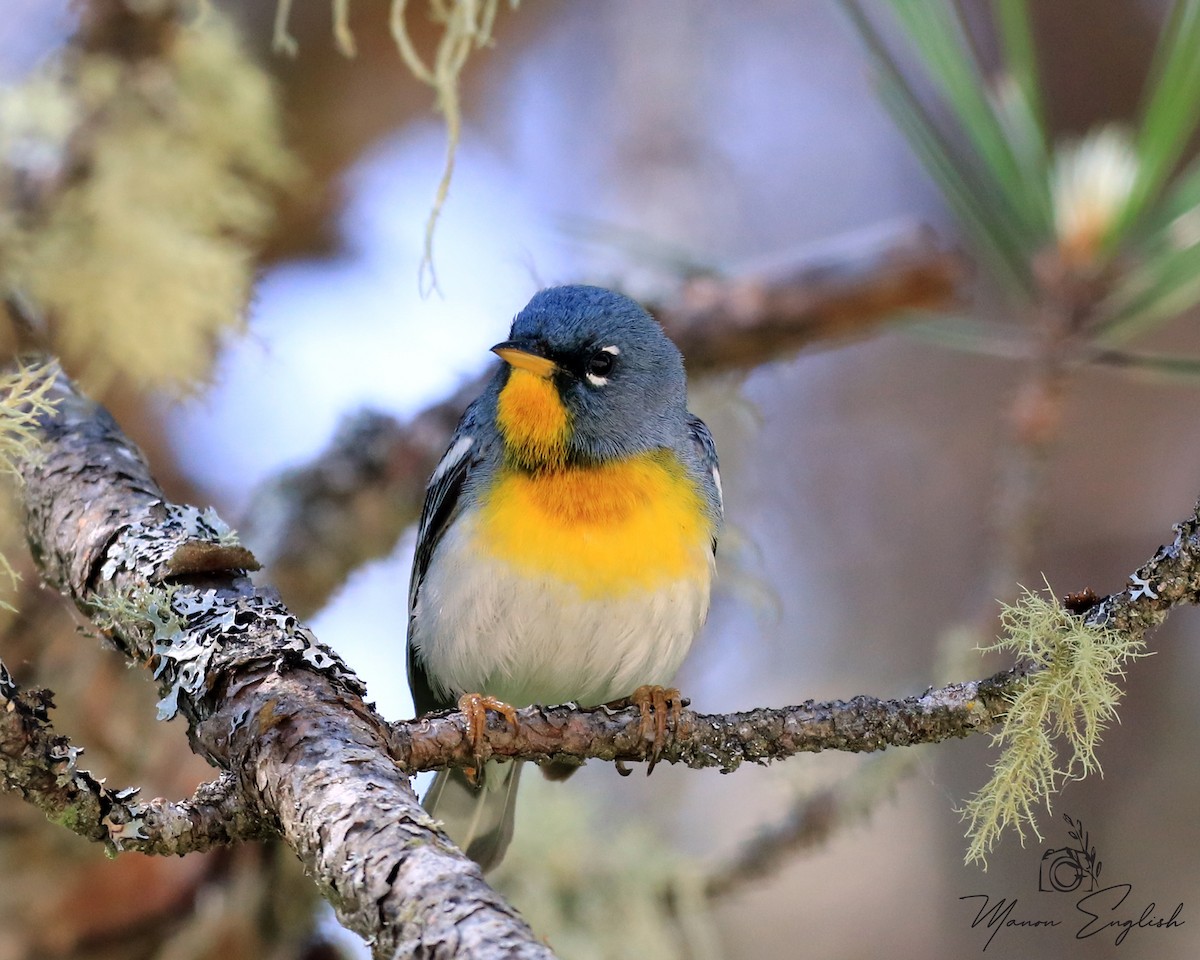 eBird Checklist - 12 Jun 2021 - Lac des Îles - 9 species